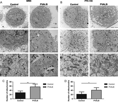 Pvalb Forced Expression Altered Mitochondrial Morphology Download