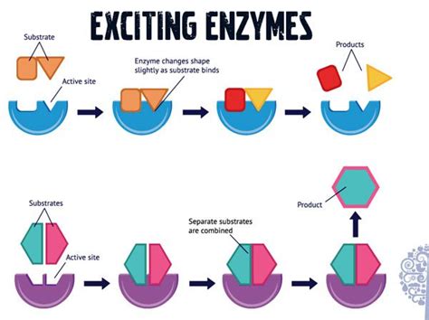 Enzymes Diagram