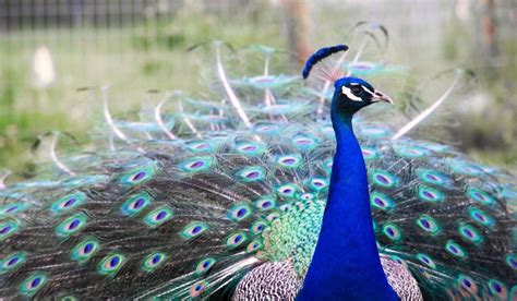 Why Do Farmers Have Peacocks 8 Reasons Theyre Good For Farming Nayturr
