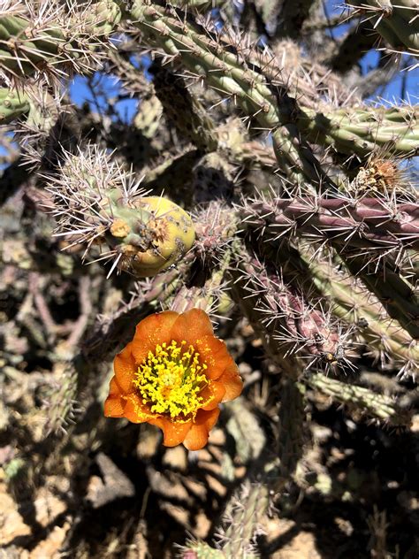 Buckhorn Cholla Cactus