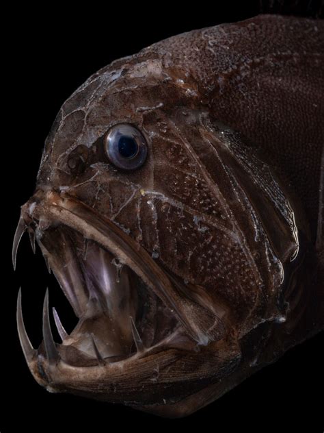 Los Misteriosos Peces Que Habitan La Zona De Penumbra En La Profundidad De Los Oc Anos Infobae