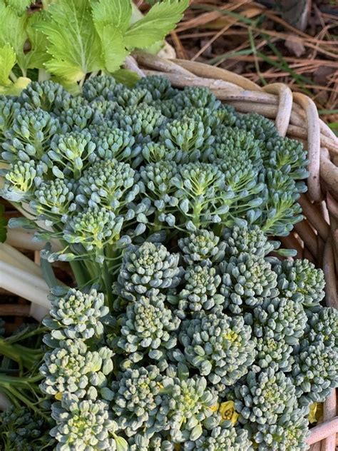 14 Broccoli Growing Problems And How To Prevent Them The Beginners