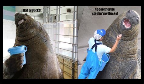 The Best Bucket Memes Memedroid