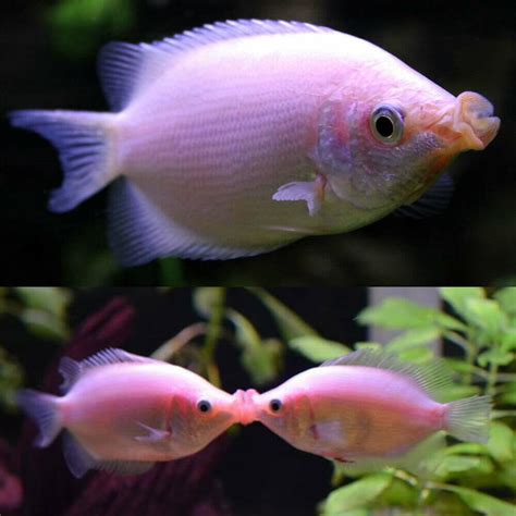 Kissing Gourami The Romantic Pair For Your Fish Tank Buy Gourami Fish