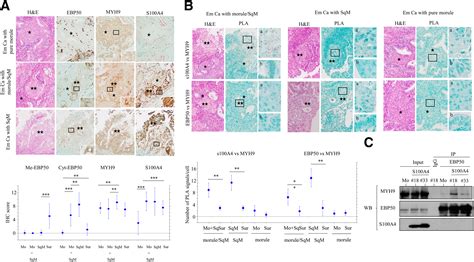 Molecular Switching From Morule To Squamous Metaplasia Via P40 And The