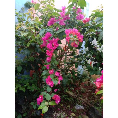 Jual Bougenvil Pink Tanaman Kertas Shopee Indonesia