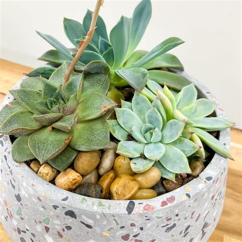 Succulent Planter The Green Bee Floral Company