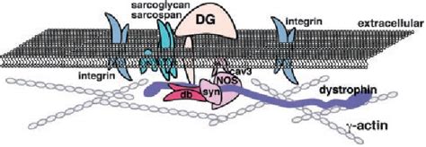 Sarcoglycan Complexes Semantic Scholar
