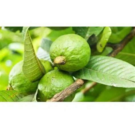 Jual Buah Jambu Muda Biji Segar 1kg Jambu Muda Langsung Petik