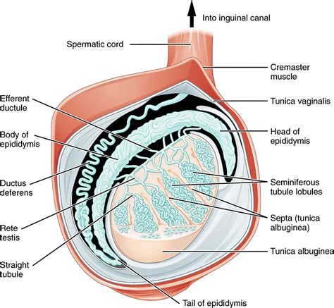 Male Reproductive Structures Testes And Internal Organs Tutorial