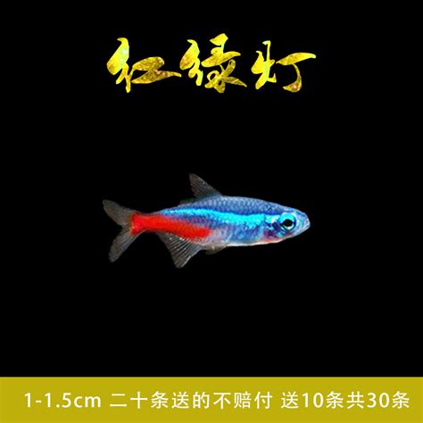 斑马鱼热带鱼小型鱼活体红绿灯鱼宝莲灯鱼红莲灯观赏鱼清道夫孔雀虎窝淘