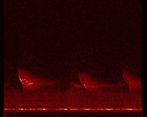 November 2015 Bat Detective