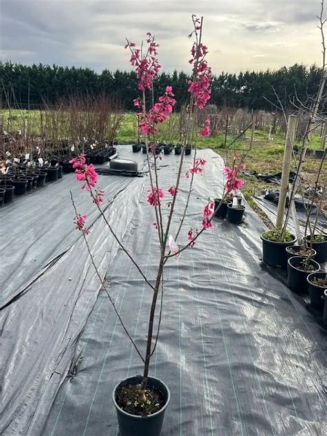 Prunus Campanulata Formosan Cherry Neth Green