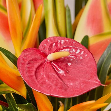The Tropical Bouquet The Bouqs Co