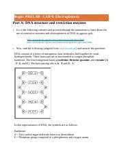 PreLab Lab Introduction Pdf Begin PRELAB LAB Electrophoresis