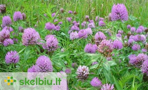 Žolės Sėklas Skelbiult