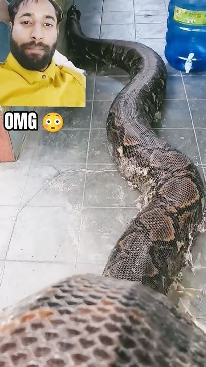 Big Python 😳 Shortspython Animals Youtube