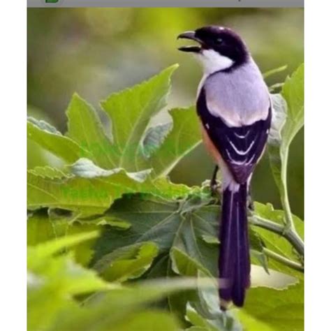 Jual Pentet Blangkon Jatim Pilihan Shopee Indonesia