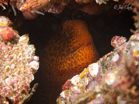 Juvenile Wolf Eel In Coral