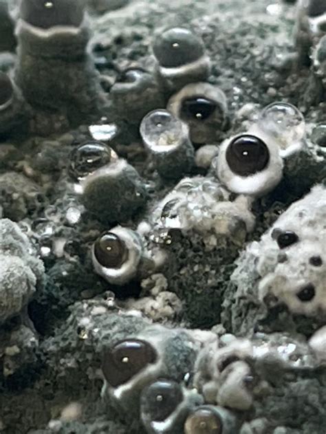 Actives Growing Trichoderma Rmushroomgrowers