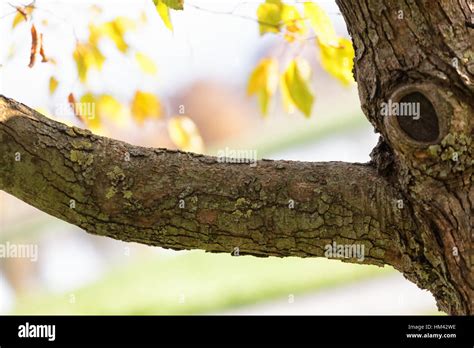 Horizontal Tree Branch
