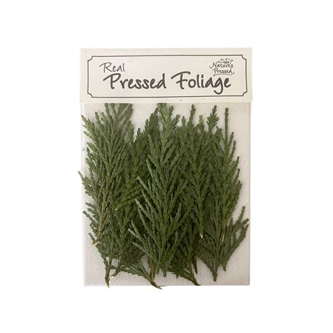 Cedar Medium Port Orford Variety Natures Pressed