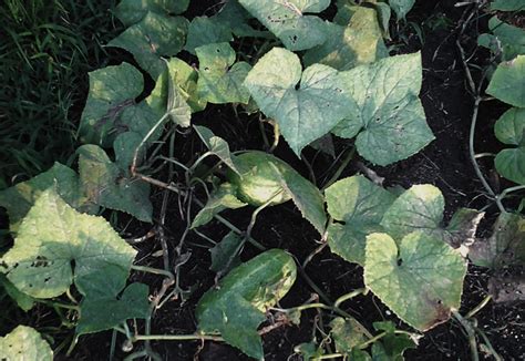 Image 6 Comparison Of Productivity Of Cucumber Plants Induced Download Scientific Diagram