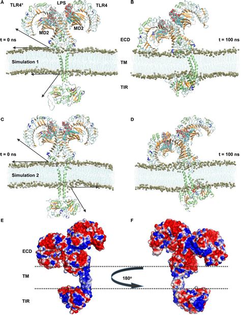 Overall Structural Organization Of Full Length Tlr4 Myeloid
