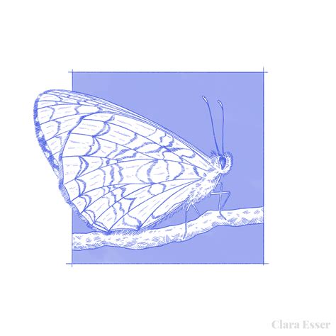 Coppice Forests Clara Esser
