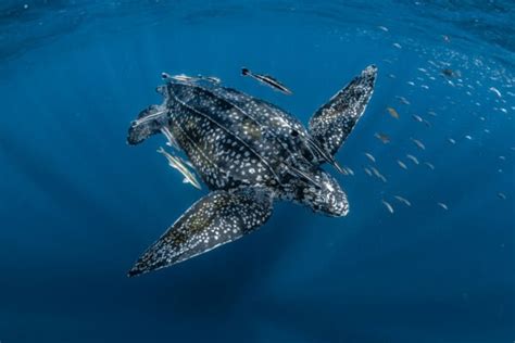 11 Amazing Facts About Leatherback Sea Turtles Oceanic Society