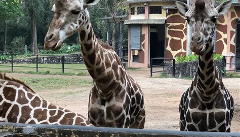 Guangzhou Zoo All You Need To Know Before You Go 2026 With Photos