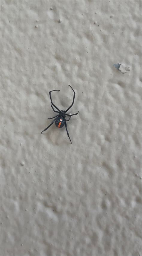 Found This Spiderbro On The Way Into My Work Building R Spiderbro