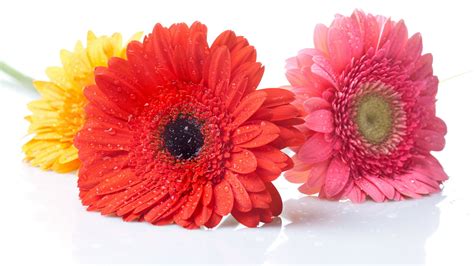 Vibrant Gerbera Flowers Hd Nature Wallpaper