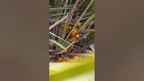 ثمار نبتة الدوم ،ماشاء الله Youtube