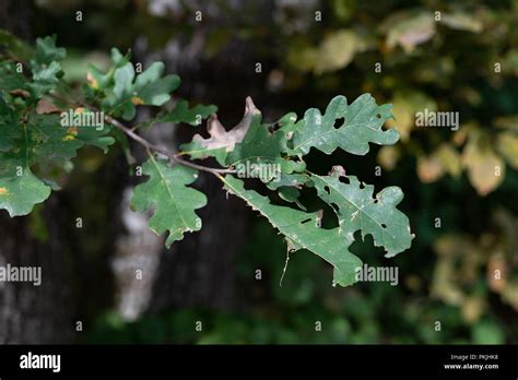 Oak Leaf Destroyed By Pests Leaves Of Trees In The Forest Area Autumn