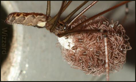 Daddy Long Legs Spider With Hatchlings Insetti Gambe Lunghe