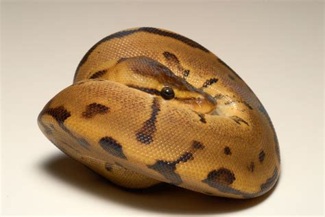 Ball Python Defensive Coil Or Dying