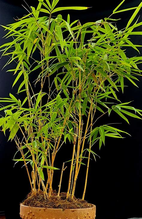 Bamboo Penjing Bamboo Is A Unique Plant To Make Into Penjing It Grows