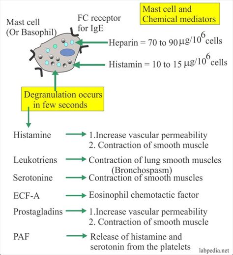 Chapter 11 Type 1 Hypersensitivity Reaction Anaphylaxis Atopy And
