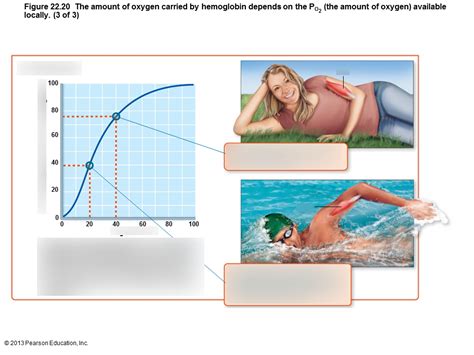 Oxygen In Tissues Diagram Quizlet