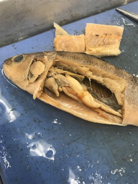 Lab Fish Diagram Quizlet