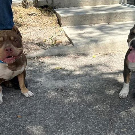 Angel Sánchez El Diseñador Venezolano Que Apostó Con Sus Diseños Al Appeal Latino Y Encandiló