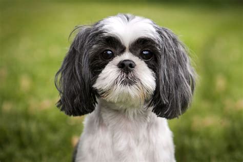 Shih Tzu Lifespan Size And Health Britannica