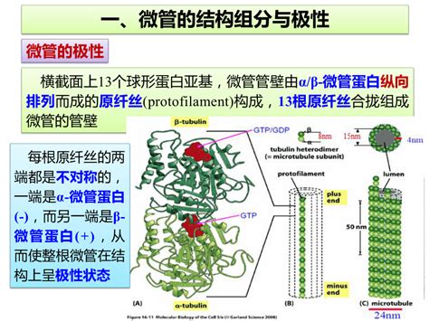 2023年高中生物竞赛课件：细胞骨架之微管和中间丝的结构与功能共59张ppt21世纪教育网 二一教育