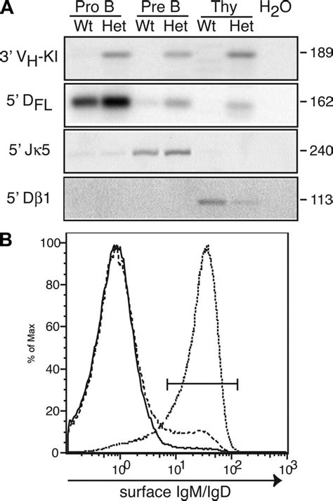The Targeted Vh Gene Segment Violates Allelic Exclusion A Lm Pcr Download Scientific Diagram