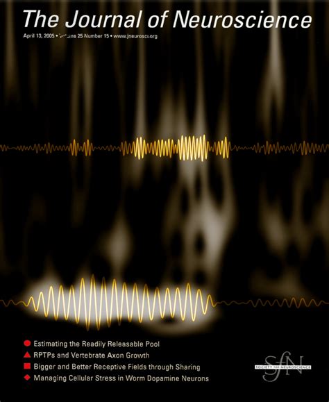 Pdf Phase Synchrony Among Neuronal Oscillations In The Human Cortex