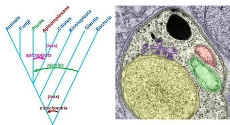 Apicomplexa Plasmodium