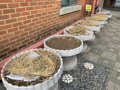 교육농 나의 학교 텃밭잎채소 모종 심고 바로 뿌림도 하고방효신 교육공동체 벗