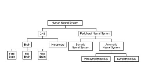 NCERT Exemplar For Class Biology Chapter Neural Control And Coordination Book Solutions