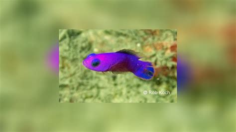 Chlidichthys Johnvoelckeri Zwergbarsch